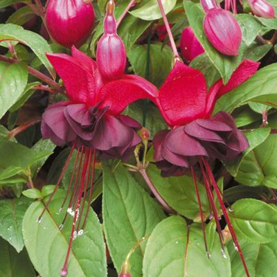 Buy Fuchsia 'New Millenium' - 3 jumbo plugs from our All Flowers and ...