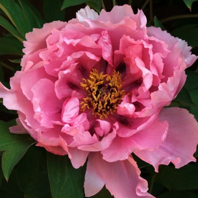 Buy Tree Peony 'Rou Fu Rong' (Double Pink) - 1 bareroot plant from our ...