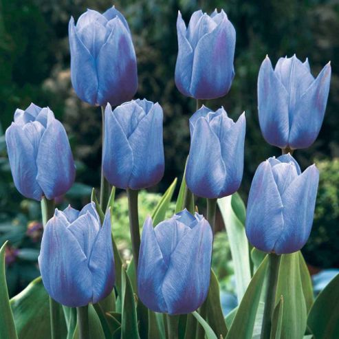 Buy Tulip True Blue - 10 bulbs from our Bulbs range - Tesco